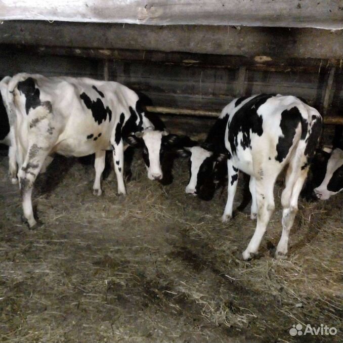 Продам коров