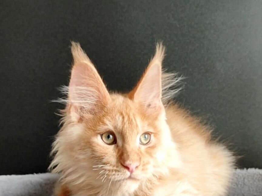 Котята мейн-кун с документами