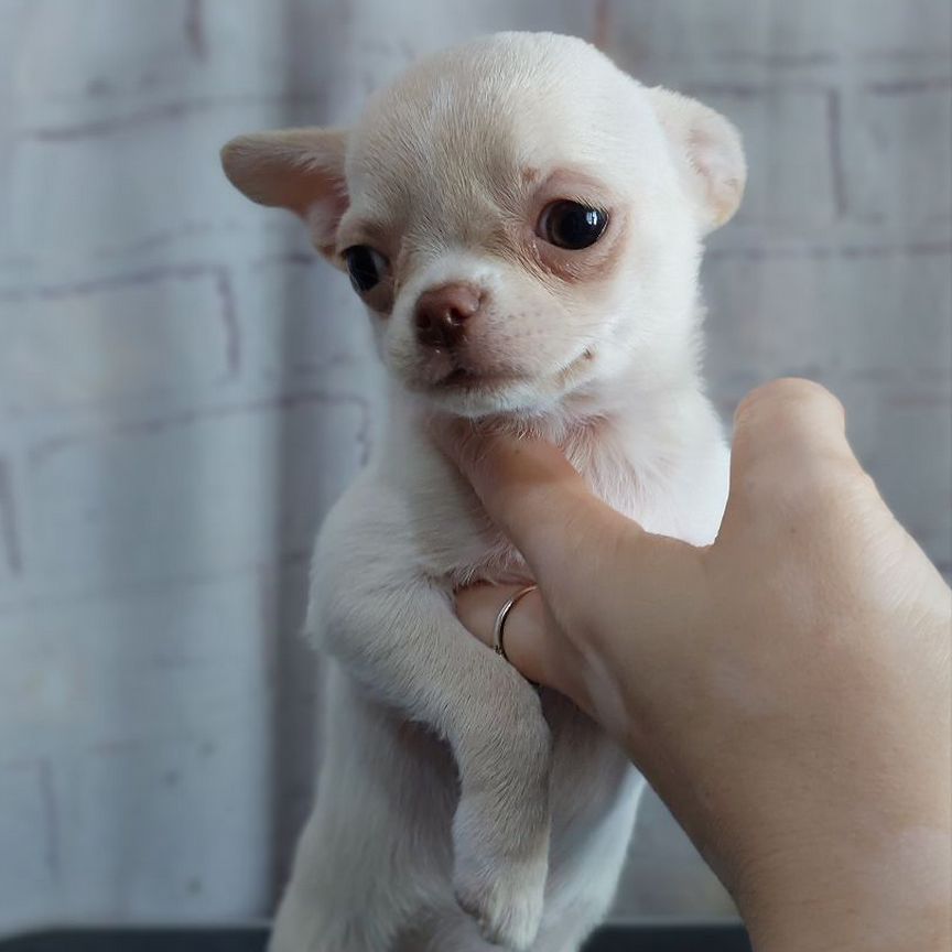 Милая булочка