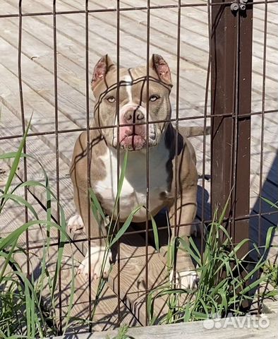 Амкриканский булли - сука подросток