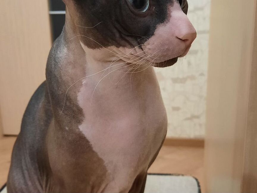 Канадский сфинкс кот бесплатно