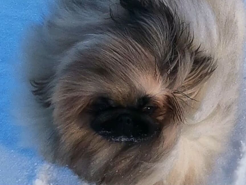 Пекинес. Супер девочка