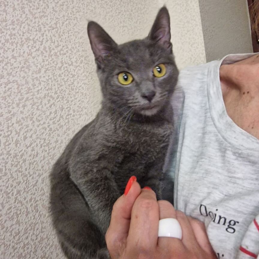 Котенок мальчик ищет дом. Бесплатно