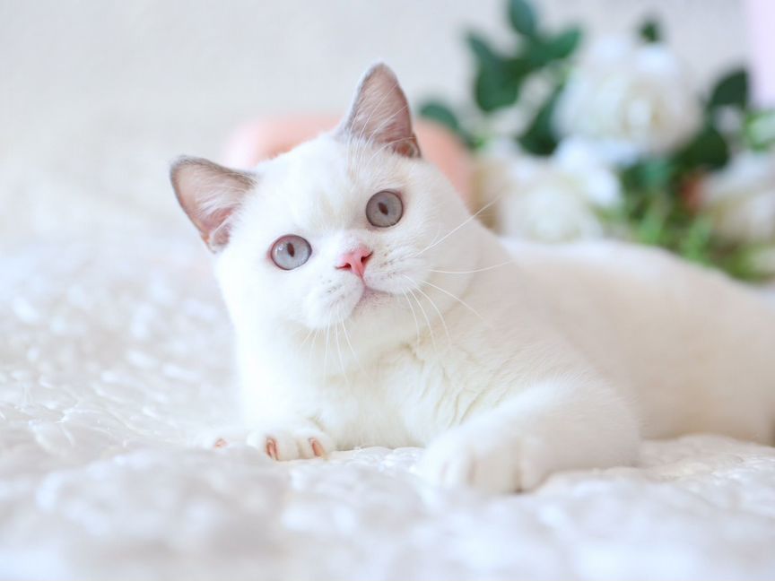 Британский котик van point -Кай