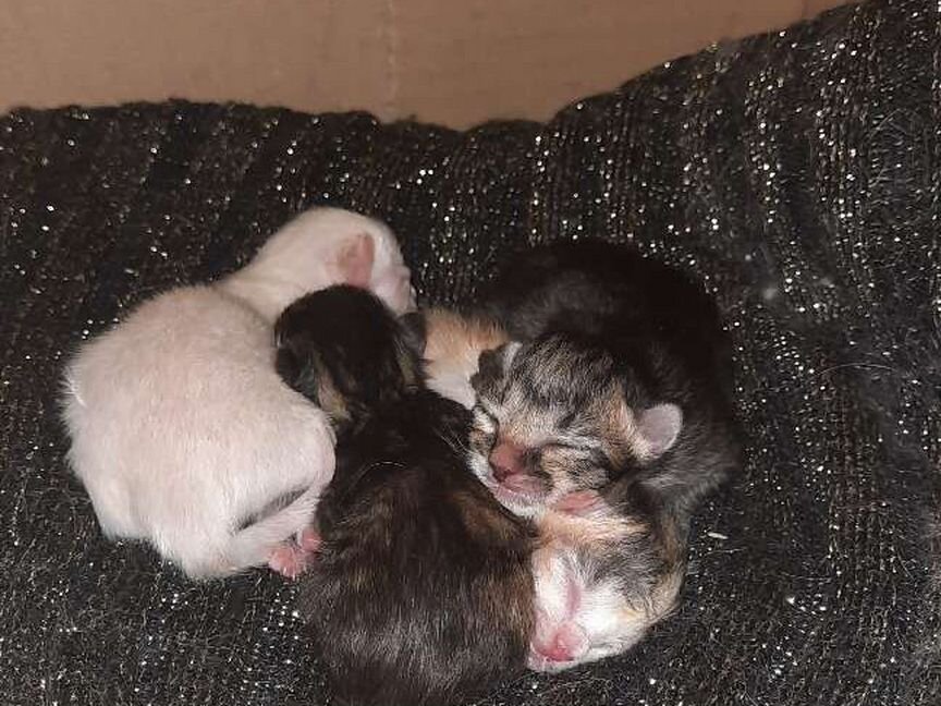 Котята в добрые руки