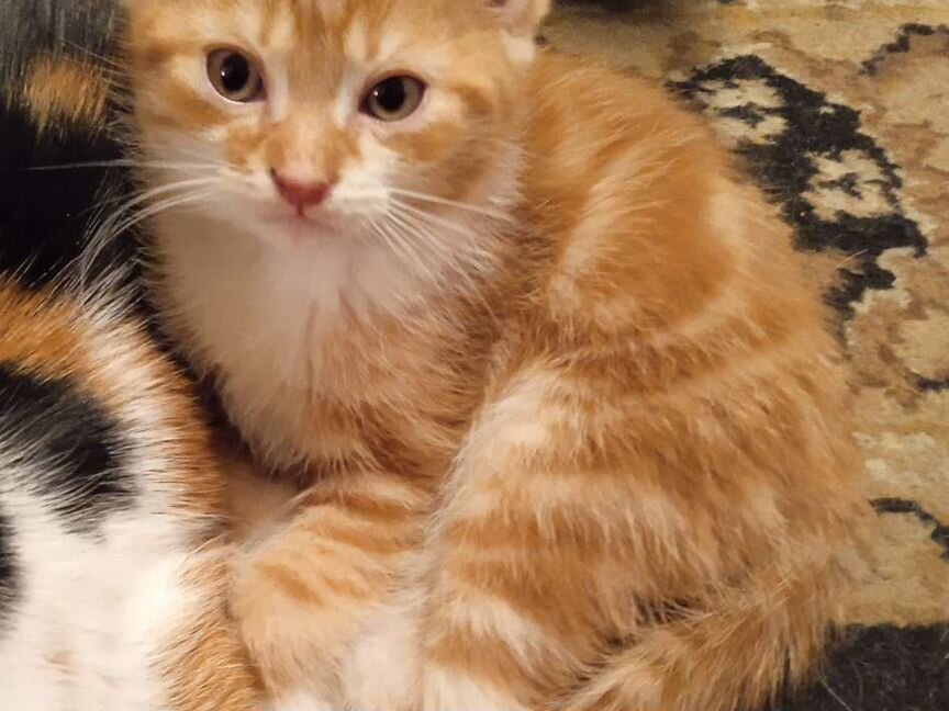 Кошки в добрые руки бесплатно