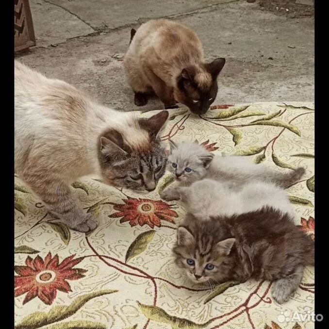 Котята тайские окрас тебби пойнт