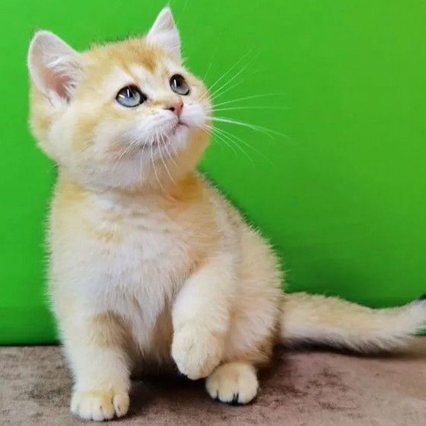 Британский короткошёрстный котёнок