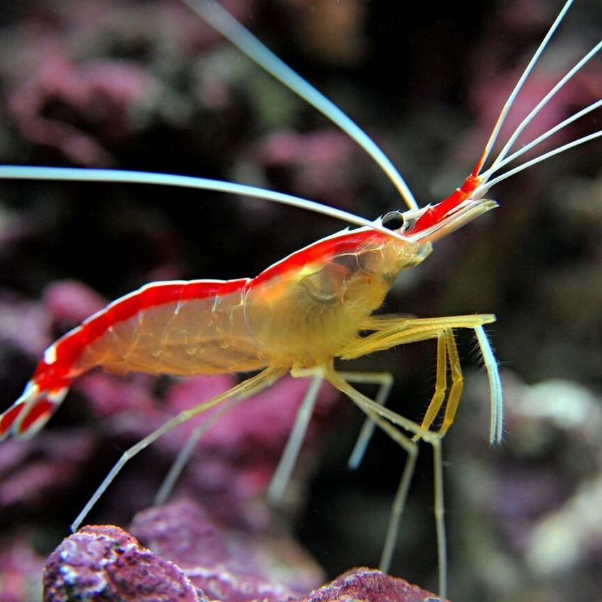 Креветка-доктор тихоокеанская m