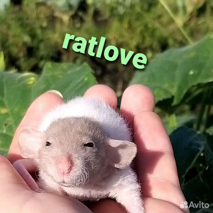 Крысята фазз мальчики от ratlove