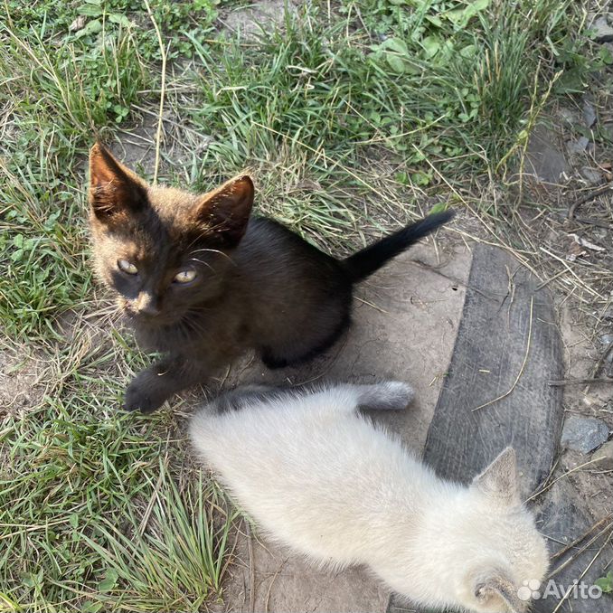 Хочу найти дом