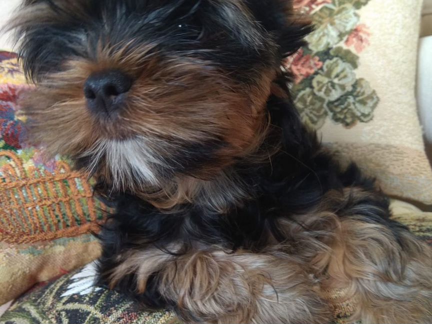 Продажа щенков Йекшир Терьера