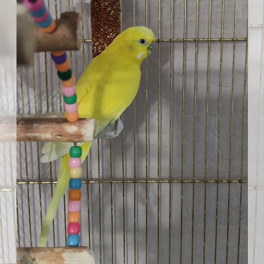 Волнистый попугай   большая клетка