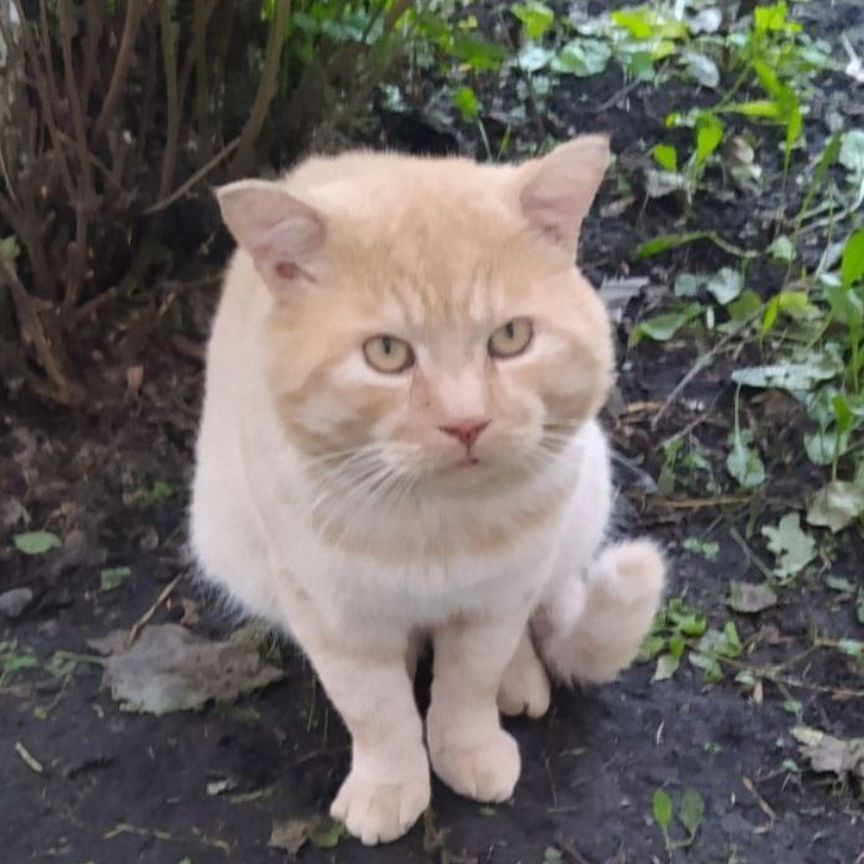 Кастрированный кот