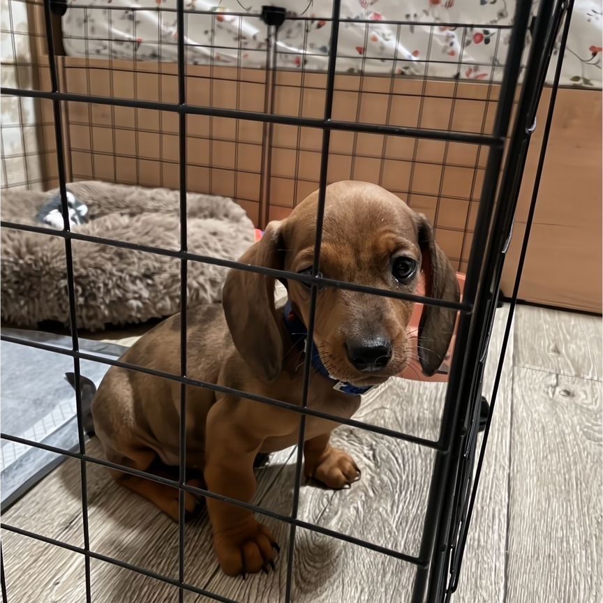 Кроличья такса, щенок