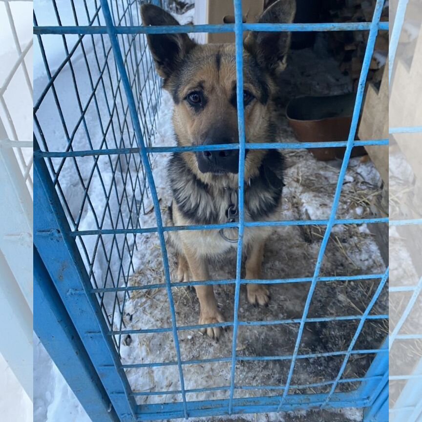 Немецкая овчарка, щенок