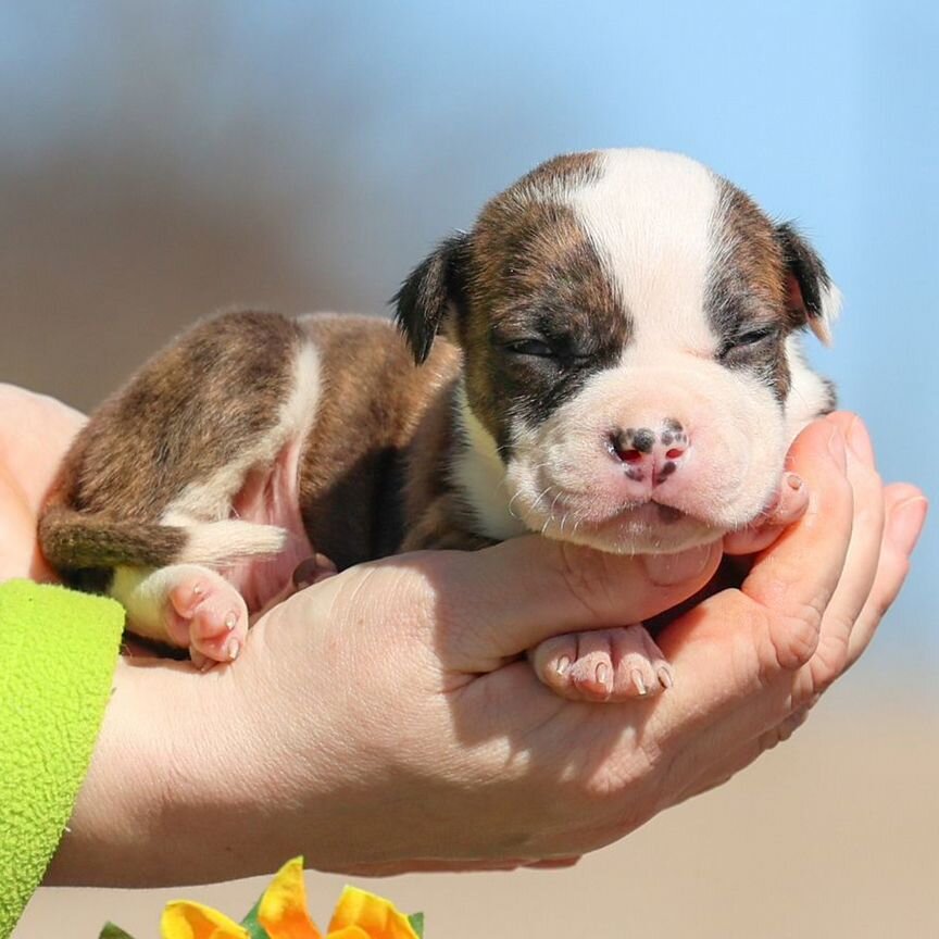 Американский стаффордширский терьер, щенок