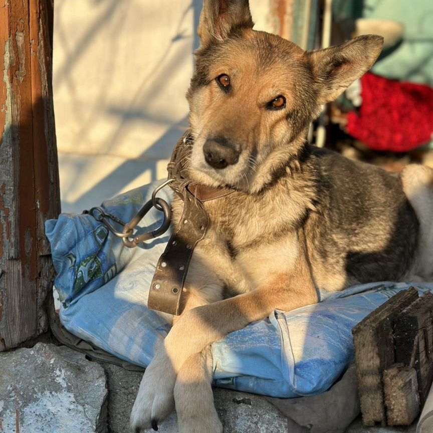 Щенки немецкой овчарки бесплатно