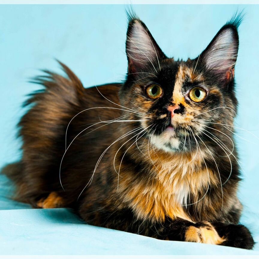 Мейн-кун котёнок