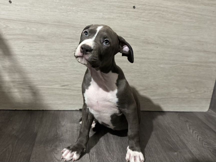 Щенки американского стаффордширского терьера