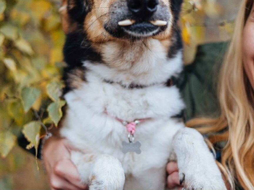 Особенная собака Зита ищет семью