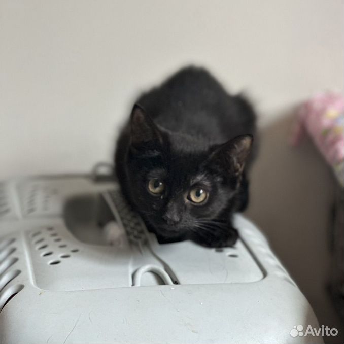 Котенок мальчик ишет дом