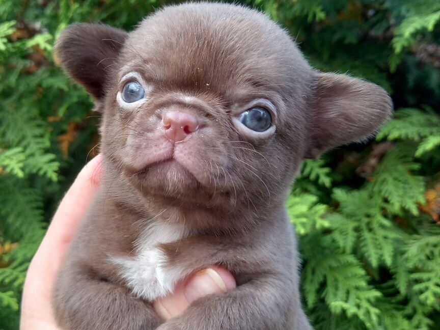 Чихуахуа шикарные шоколадки