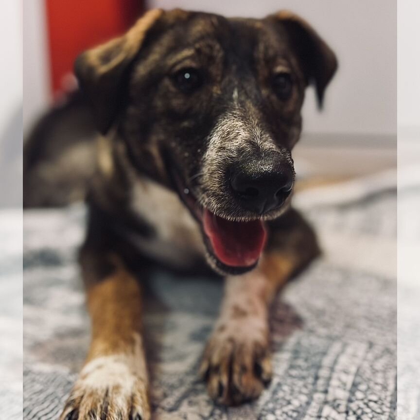 Взрослая собака в добрые руки