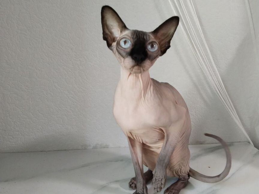 Канадский сфинкс кошка
