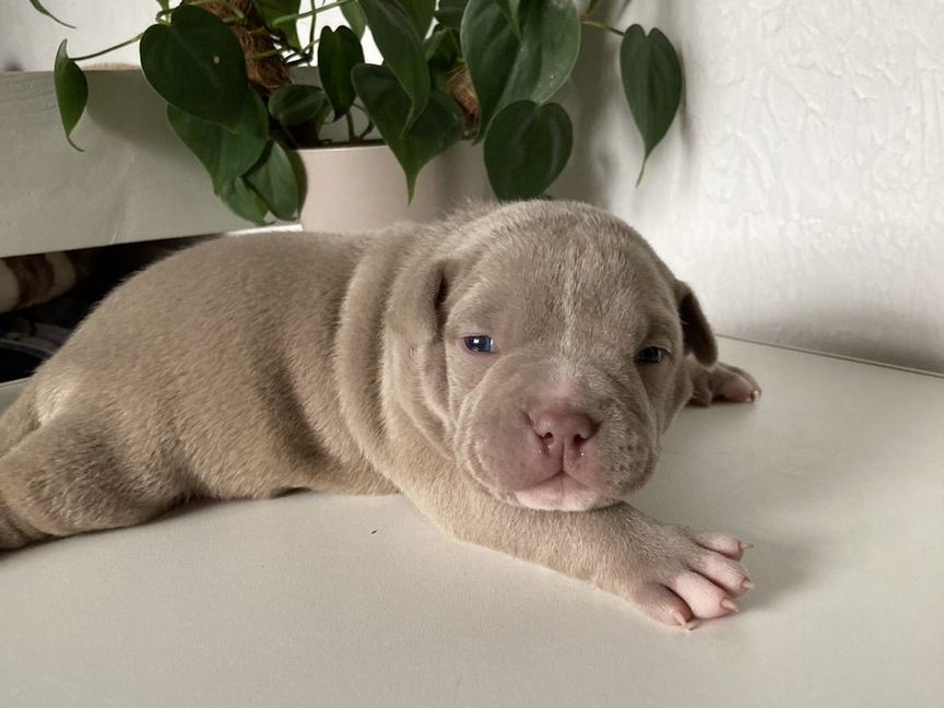 Американский булли