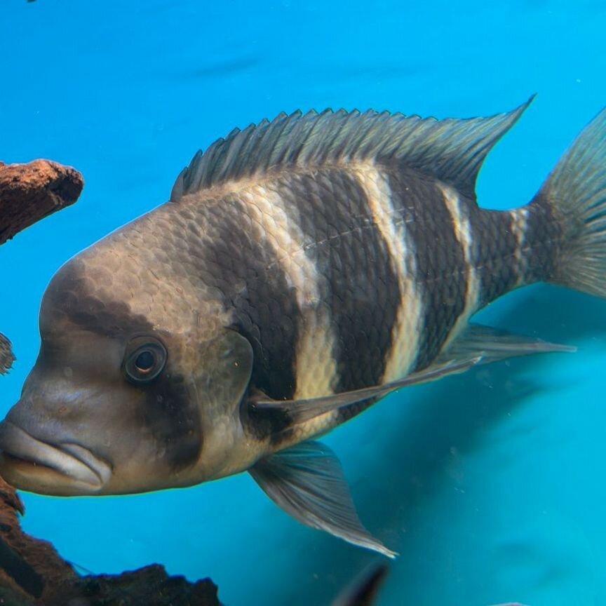 Фронтоза аквариумная рыбка