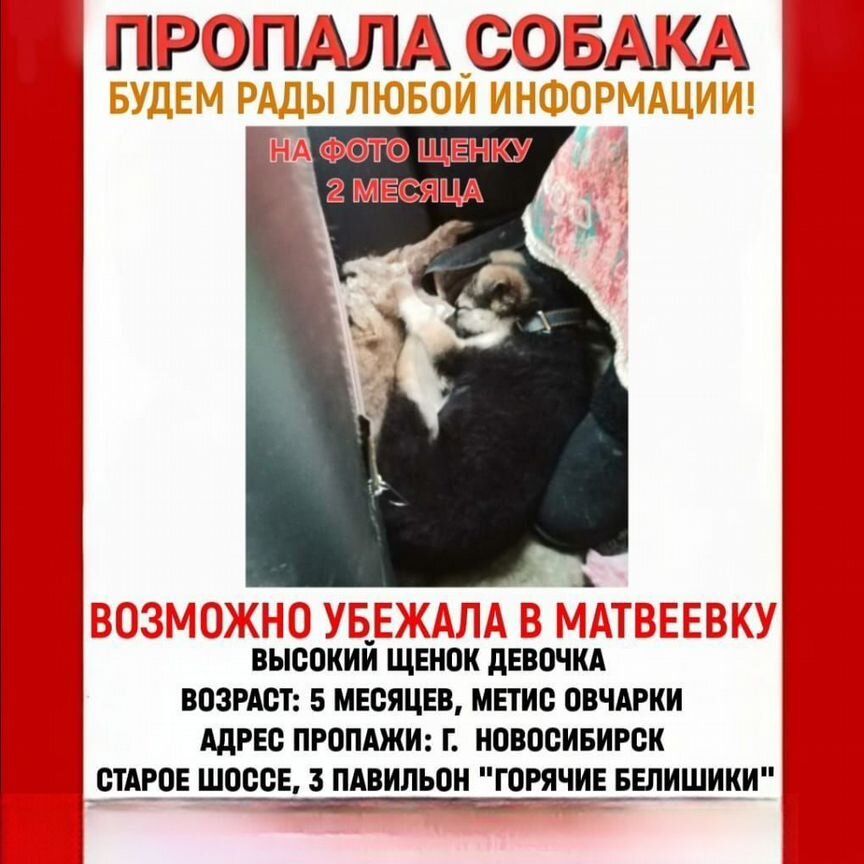 Потерялась собака метис овчарки