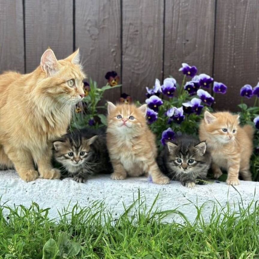 Курильский бобтейл