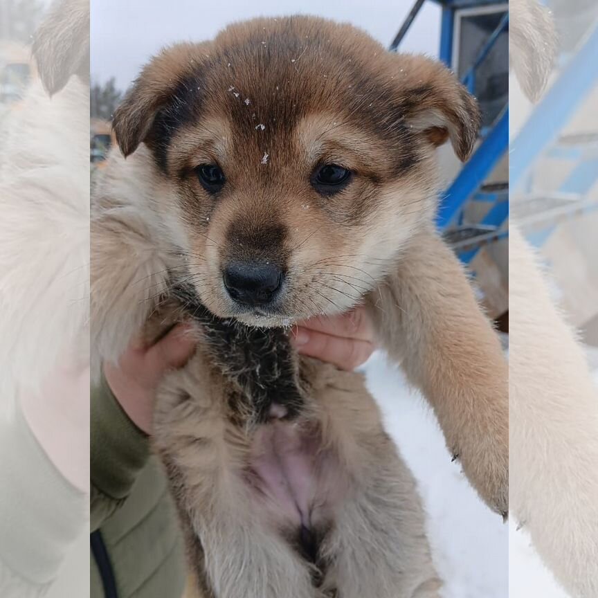 В добрые руки