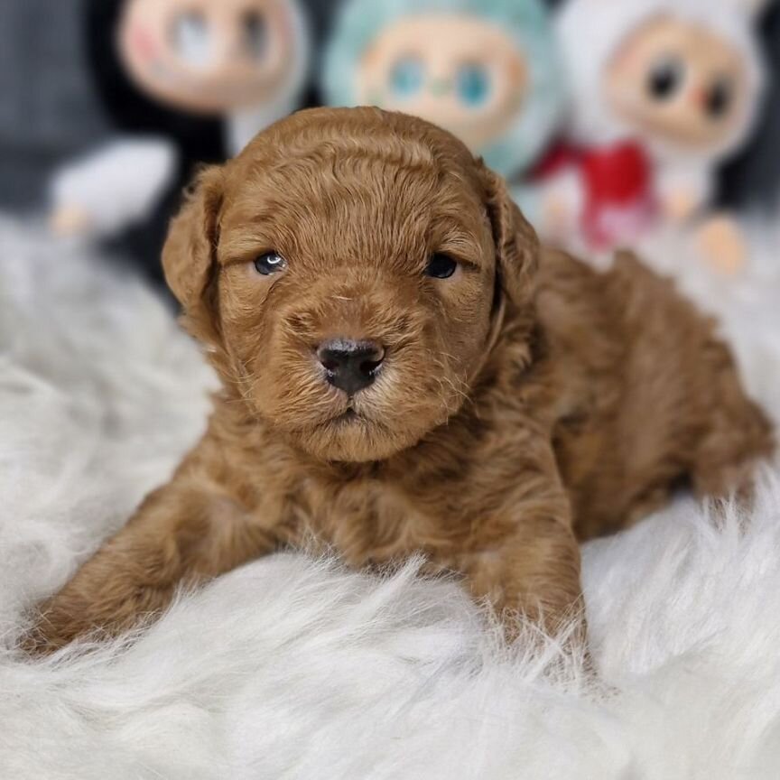 Той-пудель, щенок