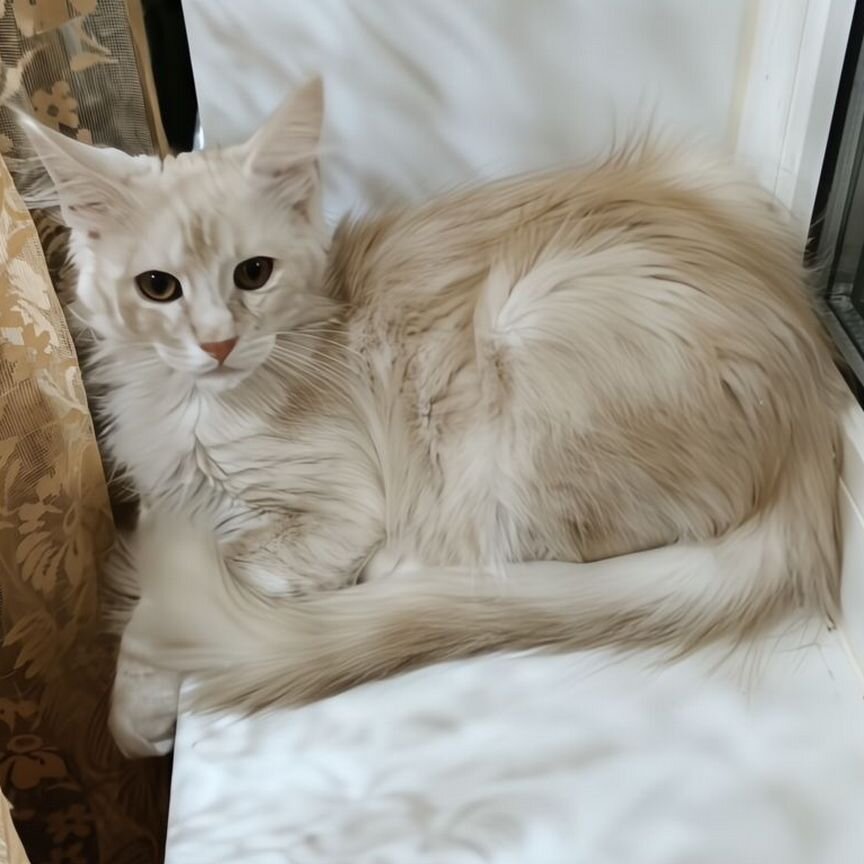 Мейн-кун котёнок