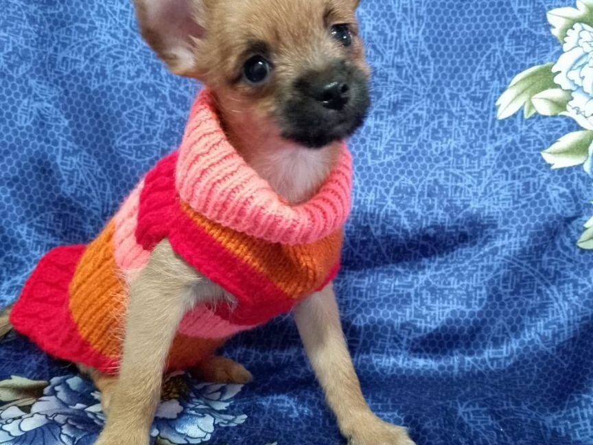 Комнатная собачка