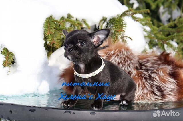 Чёрная красотка