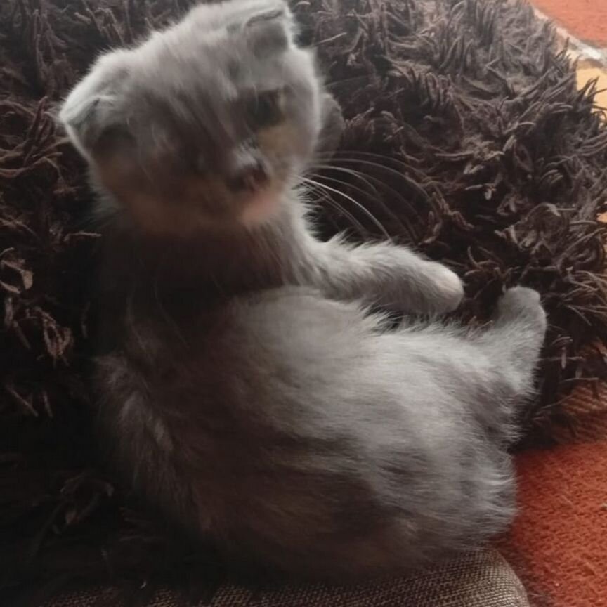 Шотландский вислоухий короткошёрстный котёнок