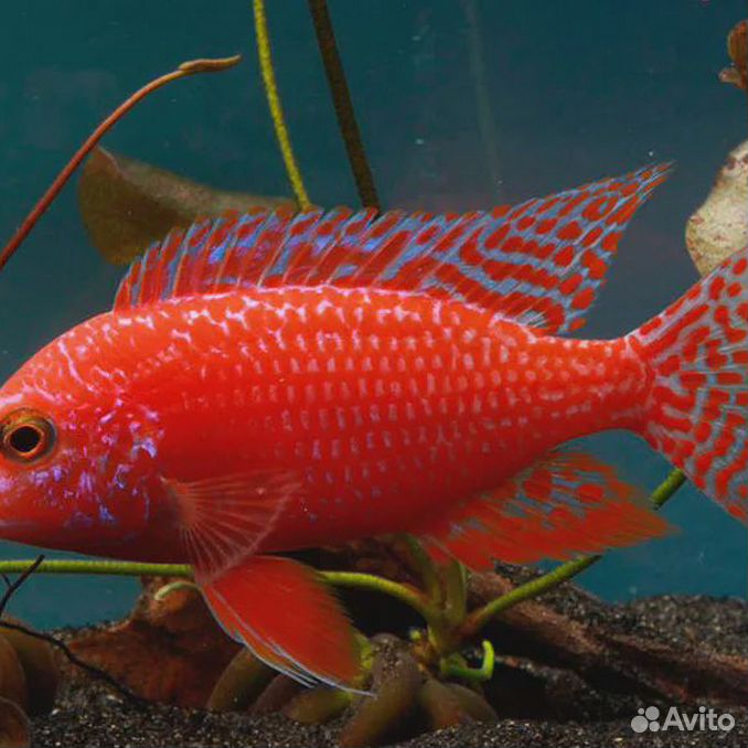 Аулонокара Земляничная (арт 3032)