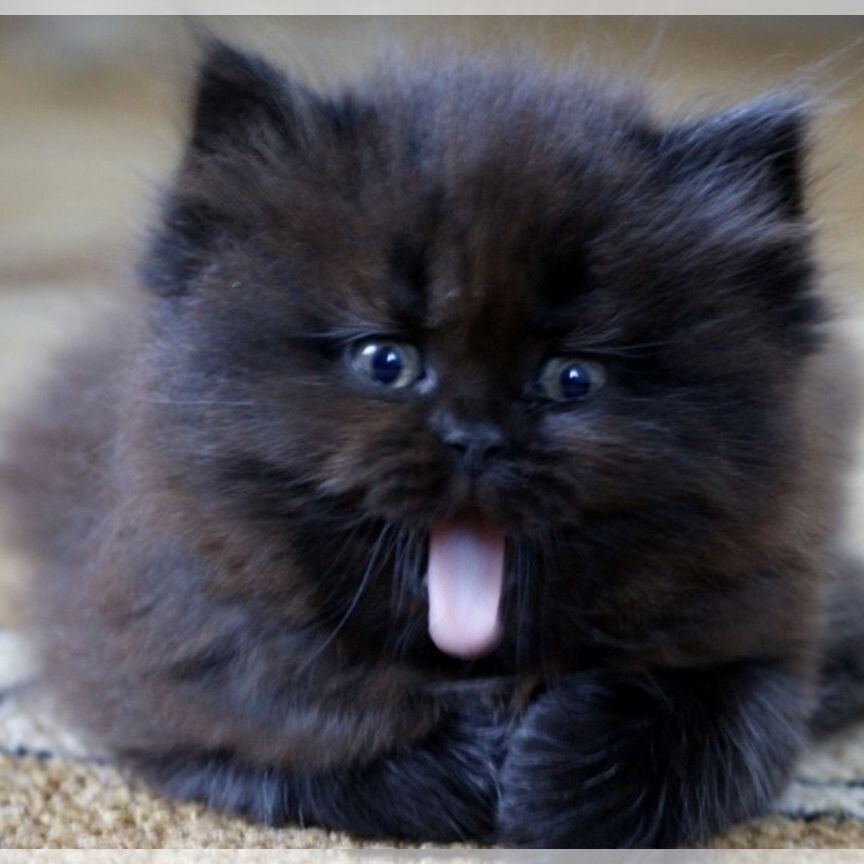 Сибирский котик