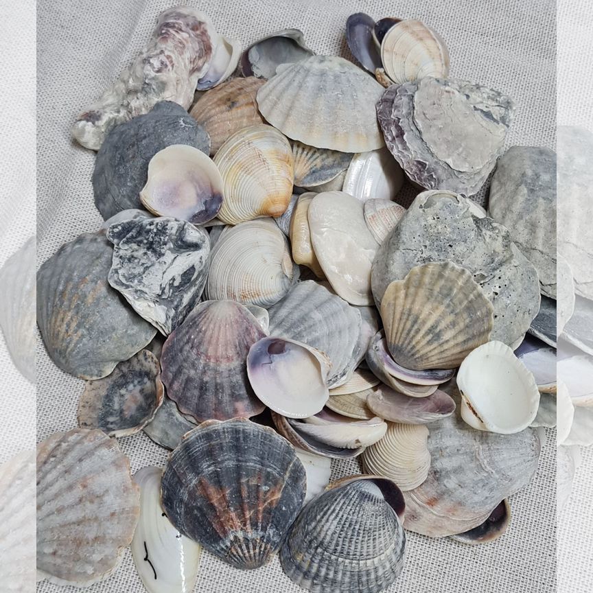 Ракушки морские небольшие