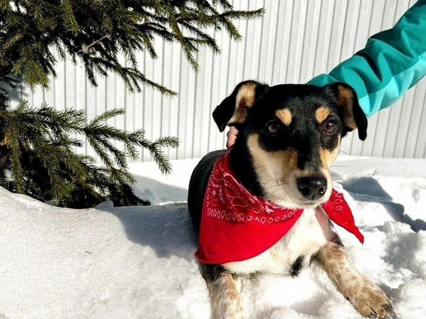 Небольшая собачка скоро будет выпущена на улицу