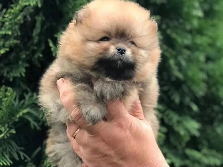 Померанский шпиц