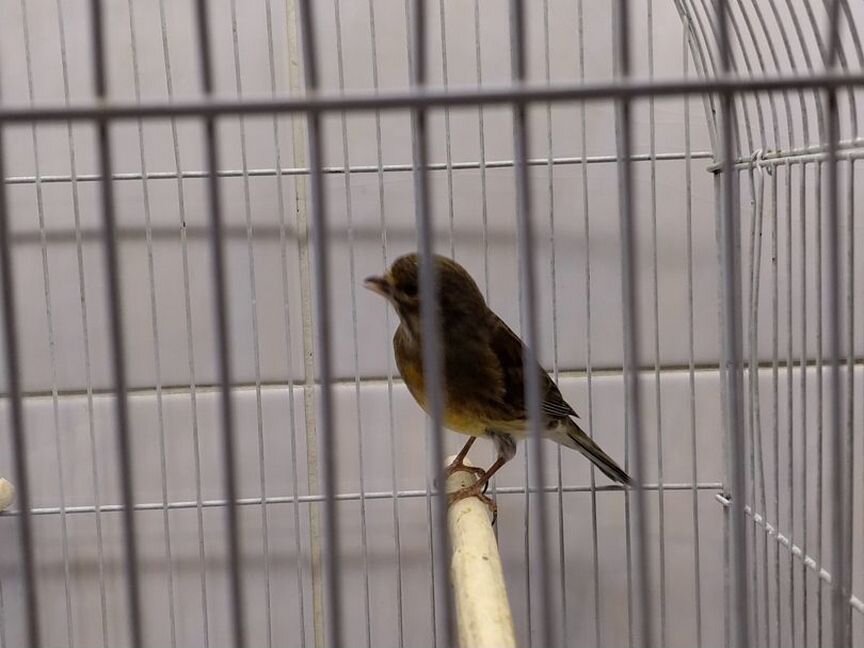 Певчие птицы