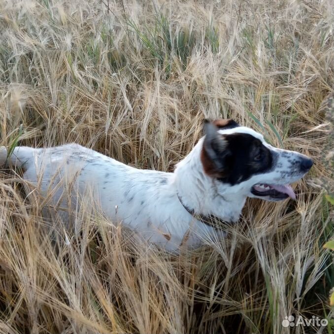 Отдам молоденького пёсика