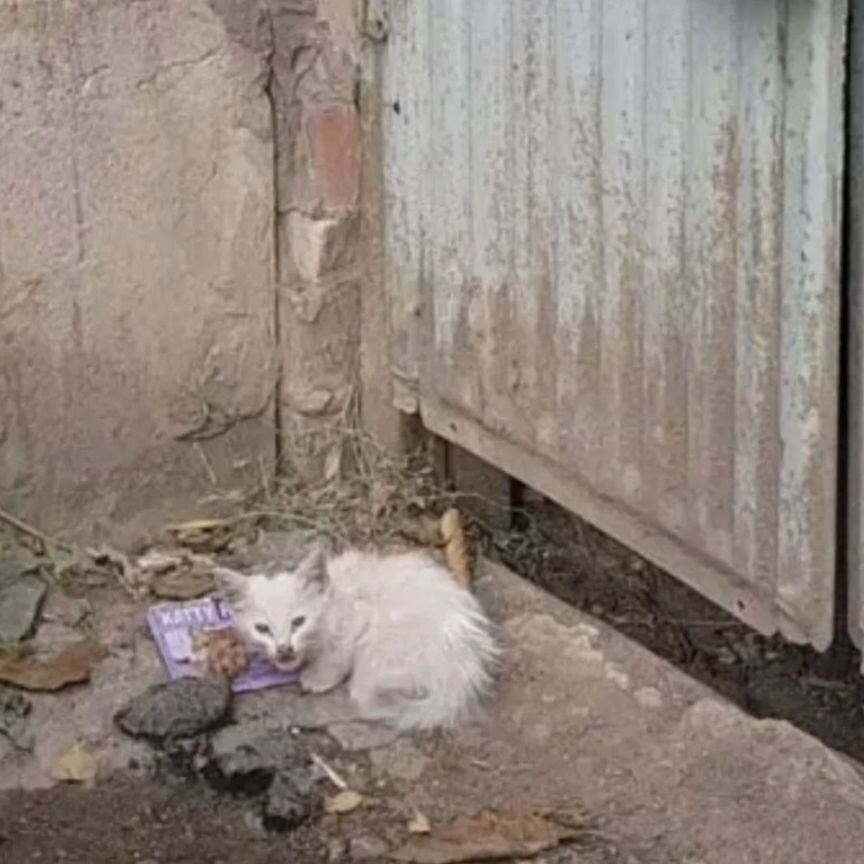 Одинокому котенку нужен дом или передержка