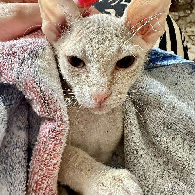 Котенок сфинкс велюр