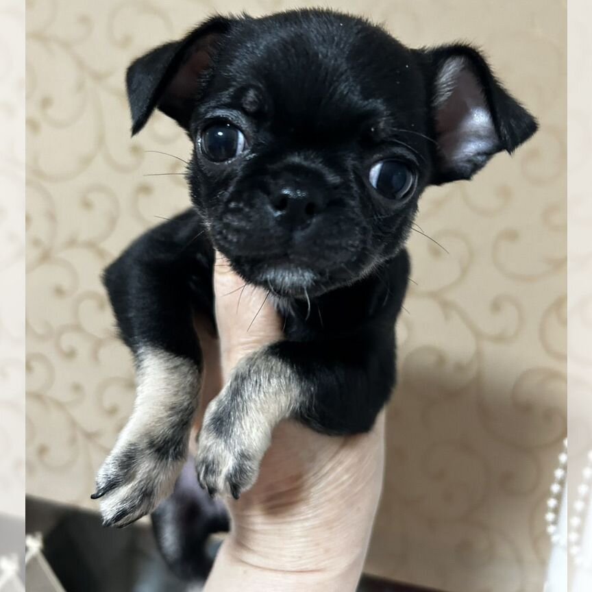 Чихуахуа, щенок