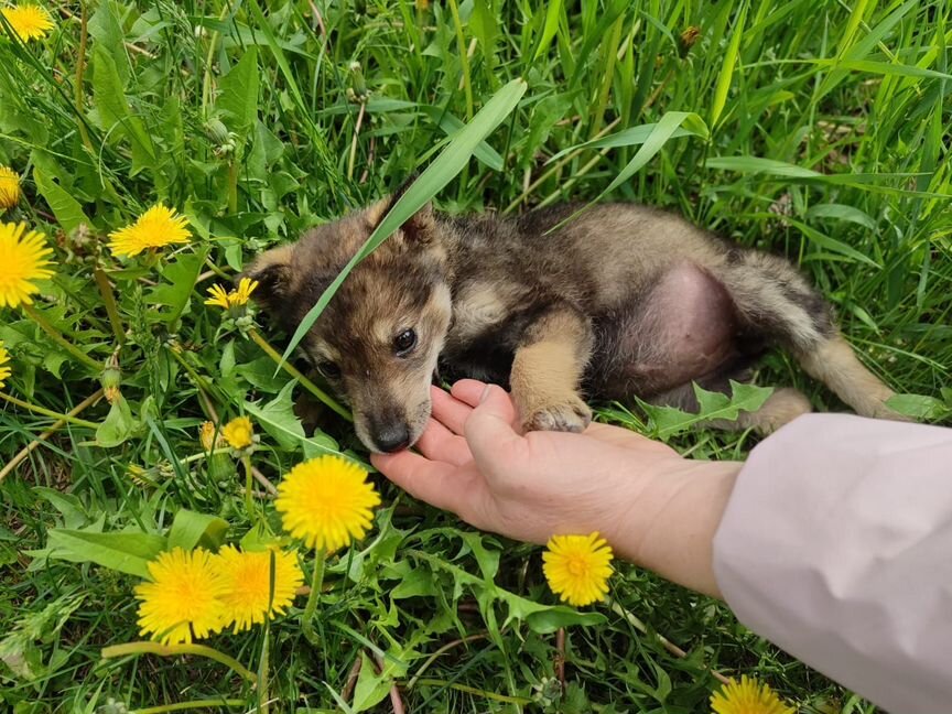 Щенок девочка 2 месяца с доставкой